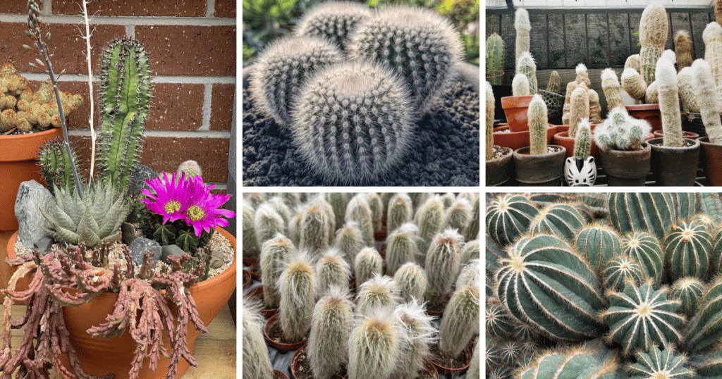 22 Beautiful And Weird Looking Cactus You May Like
