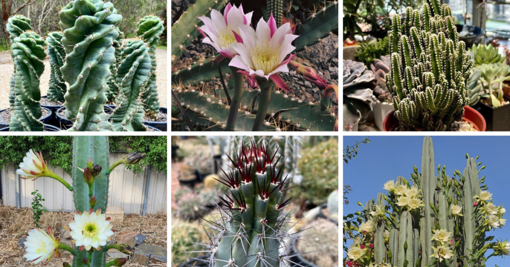 22 Types Of Cereus Cactus Pictorial Guide