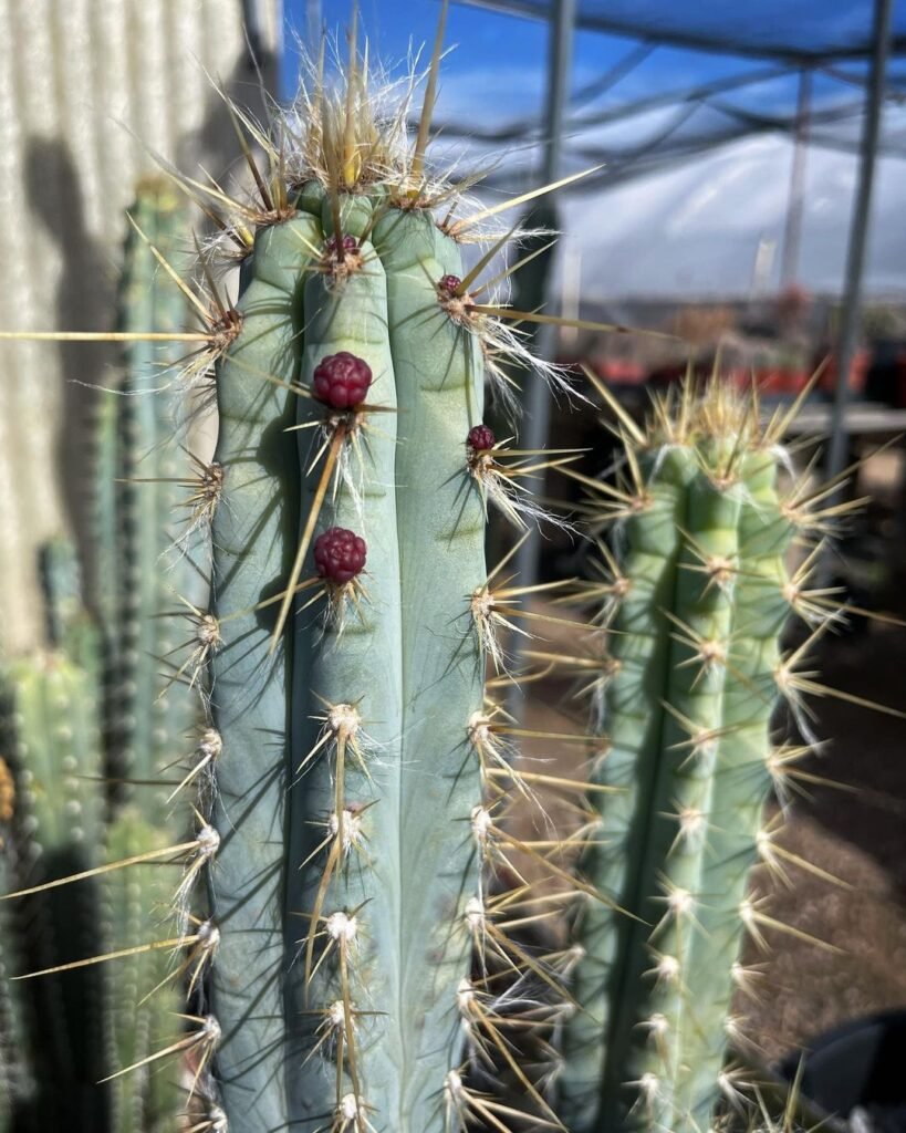 10 Surprising Health Benefits Of Owning A Cactus