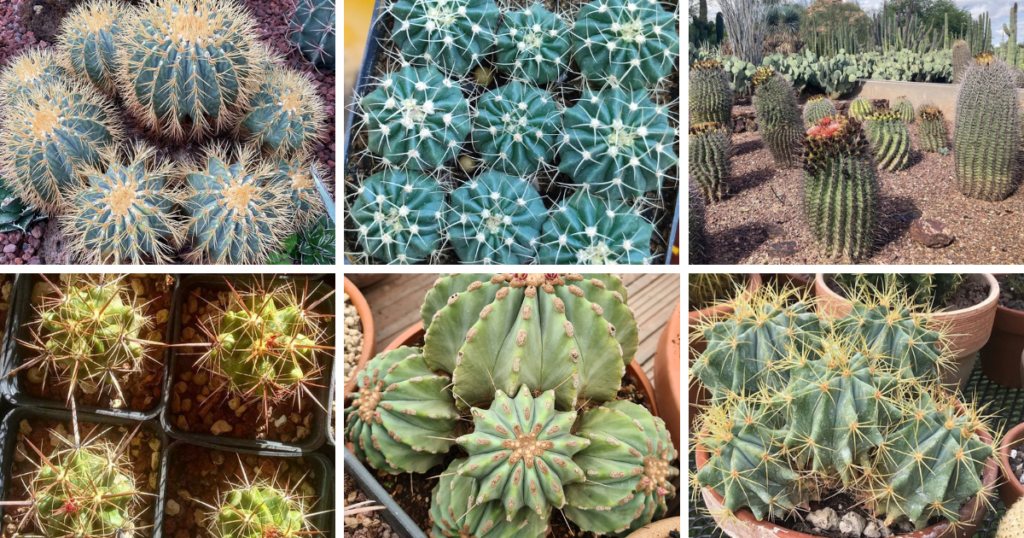 30 Types Of Ferocactus Cacti Pictorial Guide