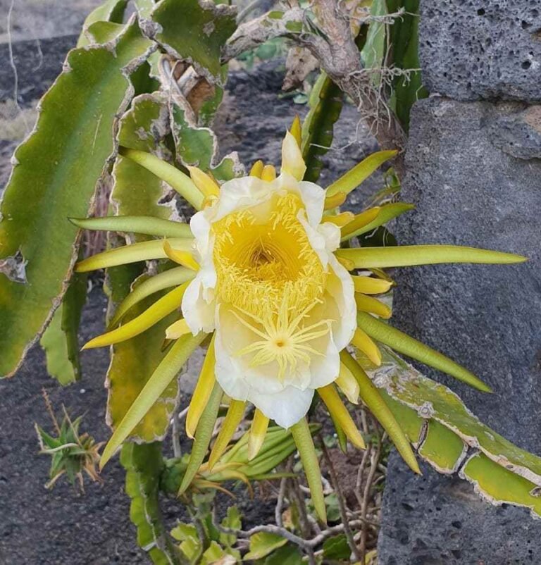 22 Types Of Cereus Cactus Pictorial Guide
