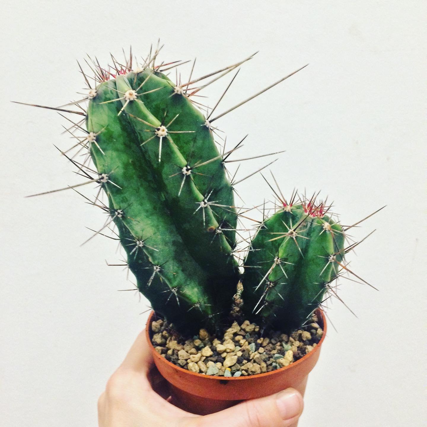 22 Types Of Cereus Cactus Pictorial Guide