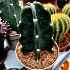 22 Types Of Cereus Cactus Pictorial Guide