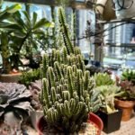 22 Types Of Cereus Cactus Pictorial Guide