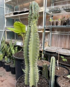 22 Types Of Cereus Cactus Pictorial Guide