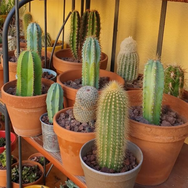 22 Types Of Cereus Cactus Pictorial Guide