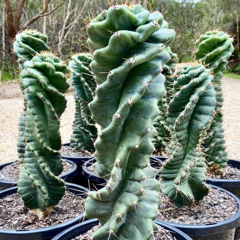 22 Types Of Cereus Cactus Pictorial Guide