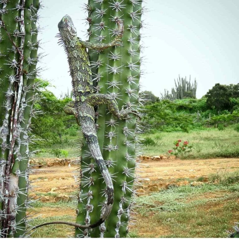 22 Types Of Cereus Cactus Pictorial Guide