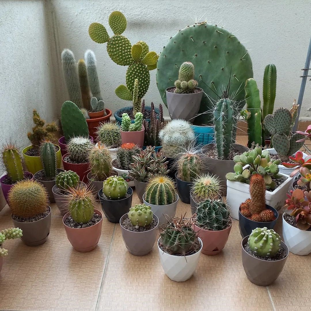 22 Types Of Cereus Cactus Pictorial Guide
