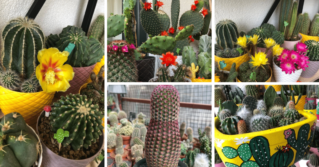 10 Bizarre Facts About Cacti That Will Blow Your Mind