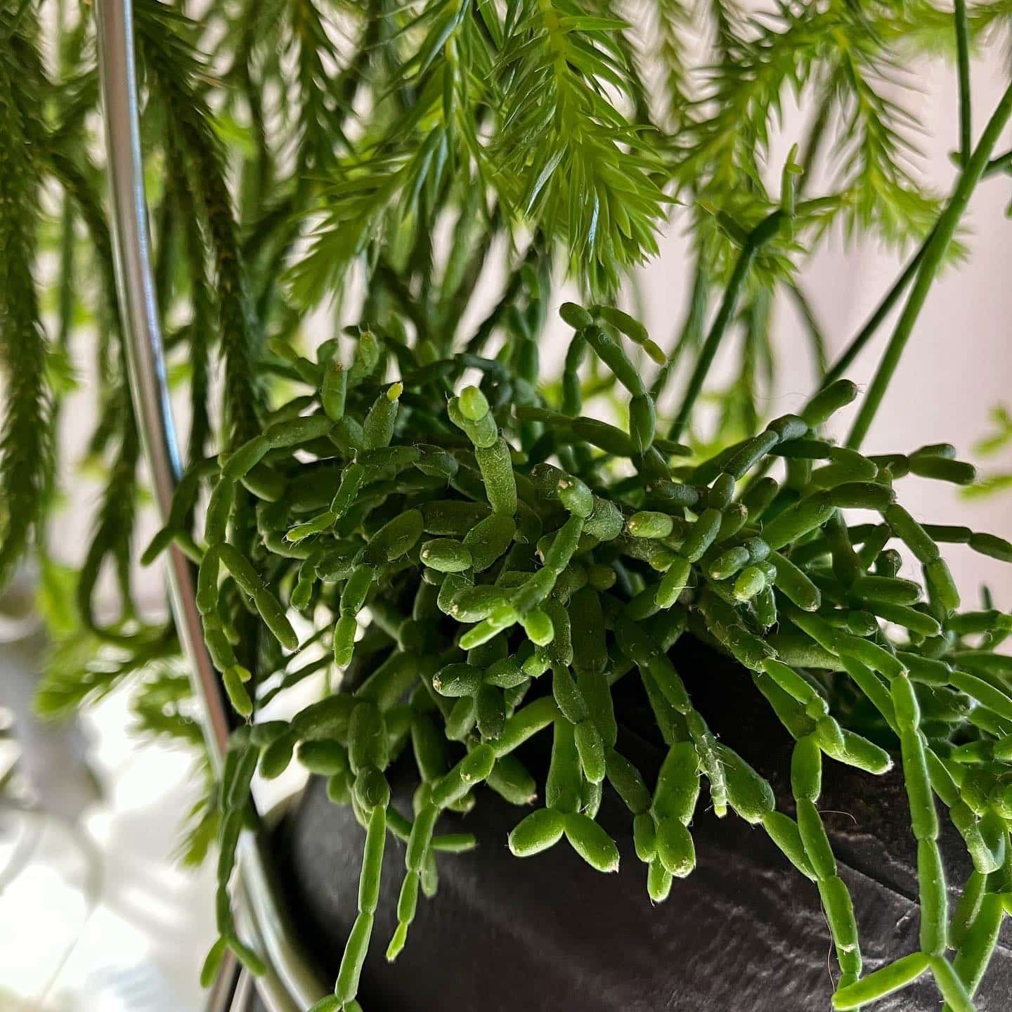 26 Popular Types Of Rhipsalis Pictorial Guide