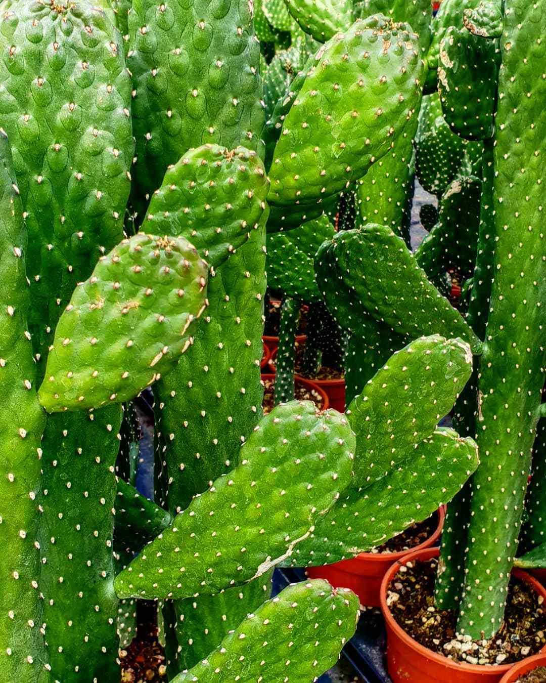 8 Popular Types Of Consolea Pictorial Guide