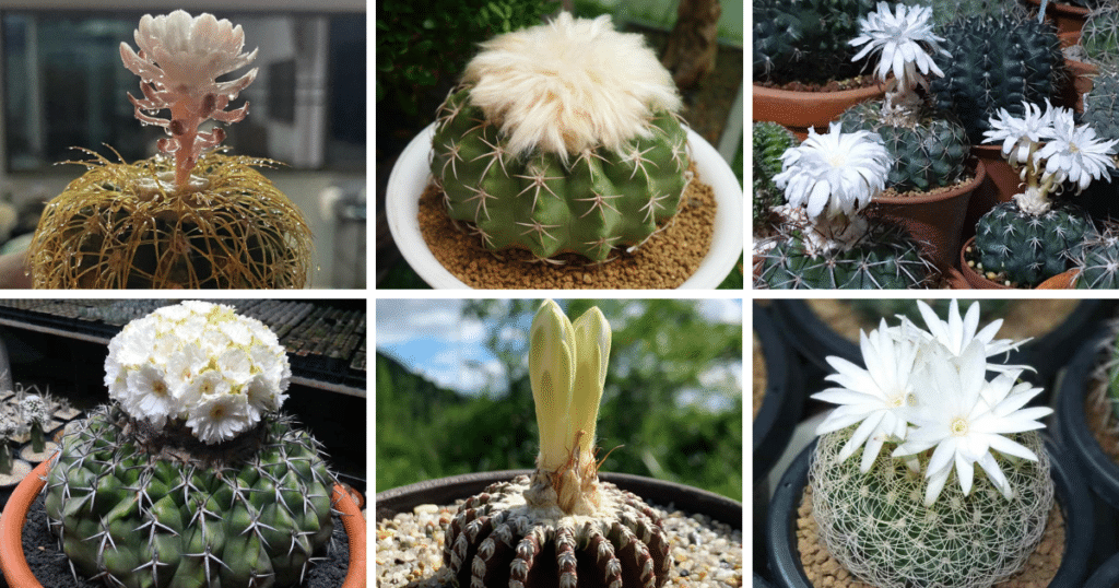 8 Types Of Discocactus Pictorial Guide