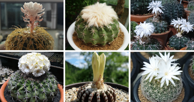 8 Types Of Discocactus Pictorial Guide