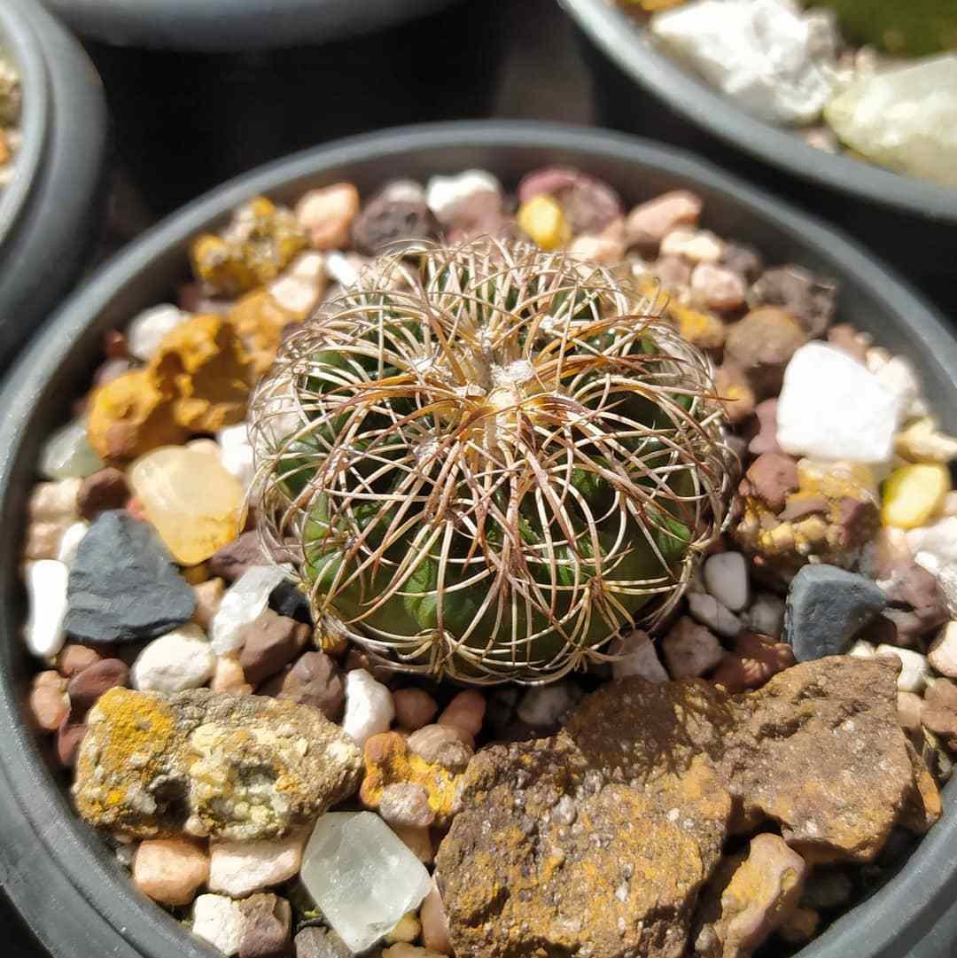 8 Types Of Discocactus Pictorial Guide