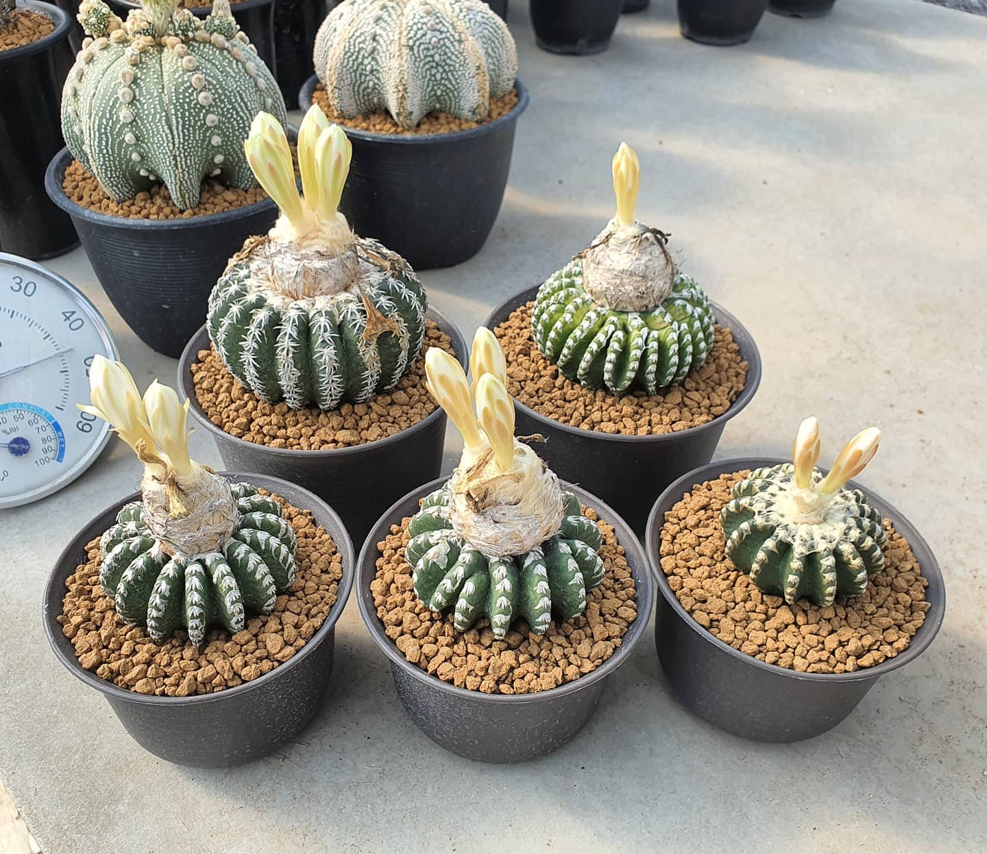 8 Types Of Discocactus Pictorial Guide