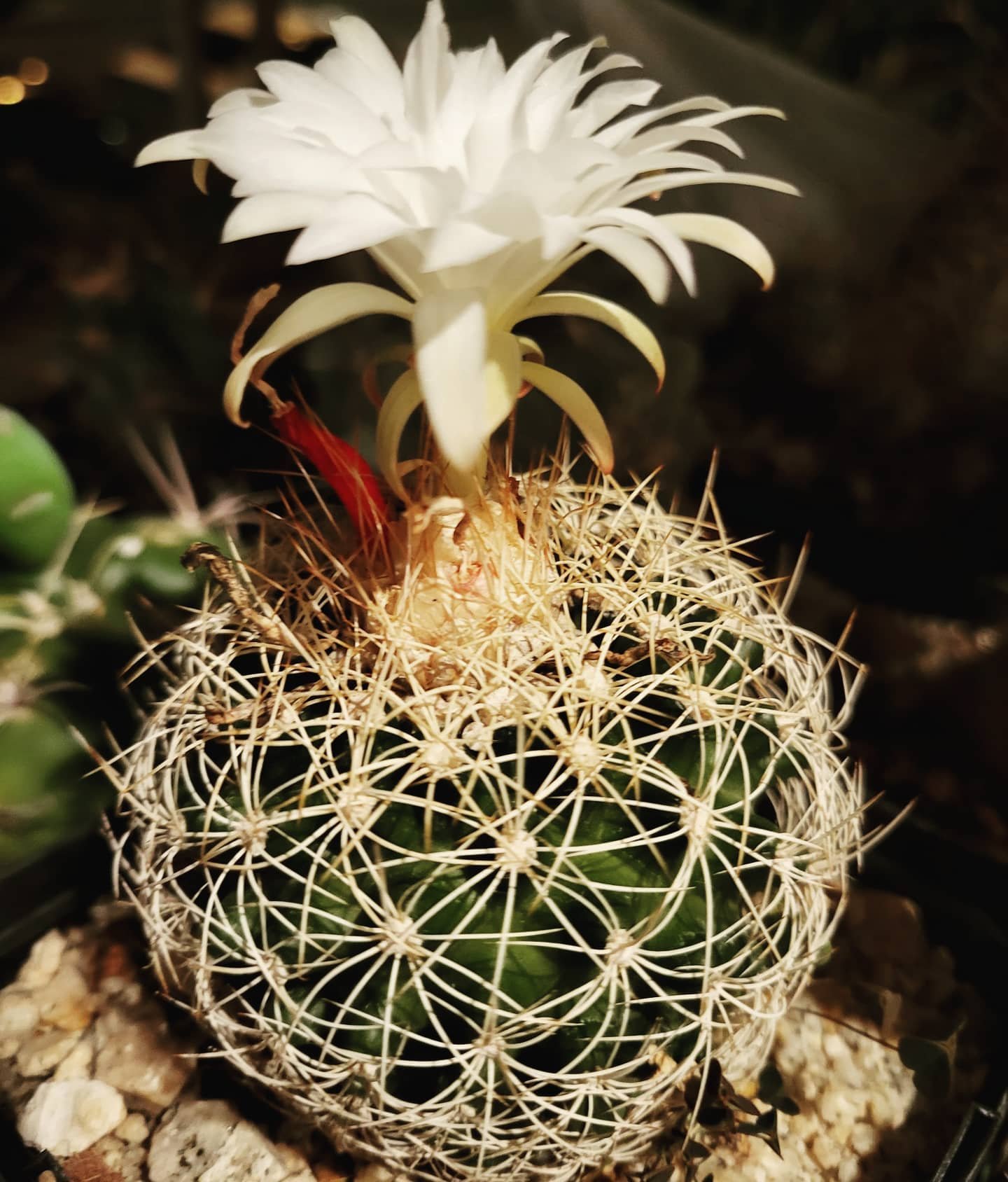 8 Types Of Discocactus Pictorial Guide