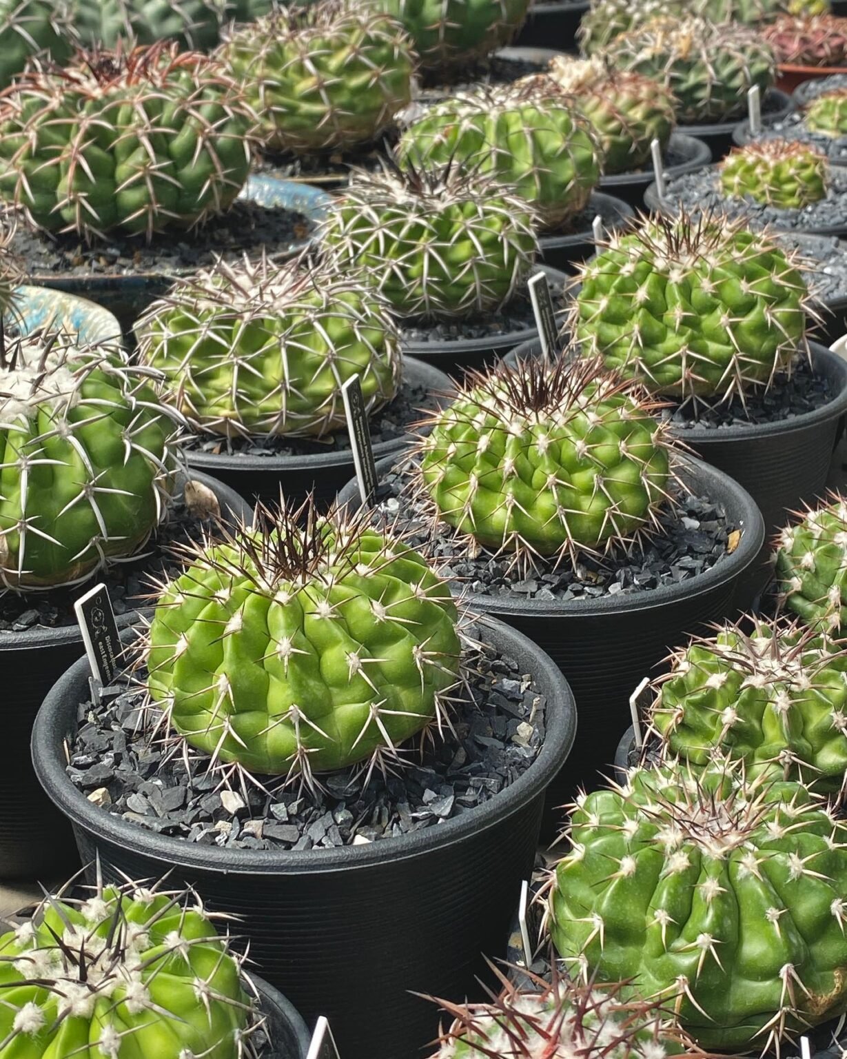 8 Types Of Discocactus Pictorial Guide