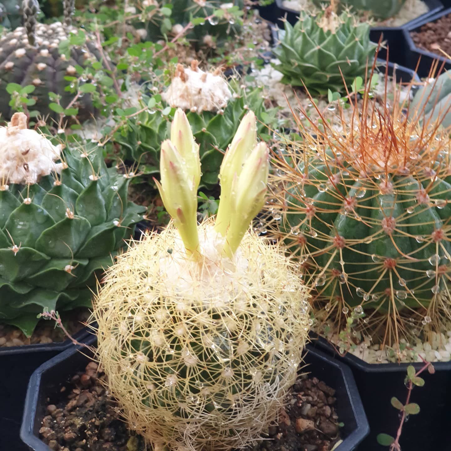 8 Types Of Discocactus Pictorial Guide