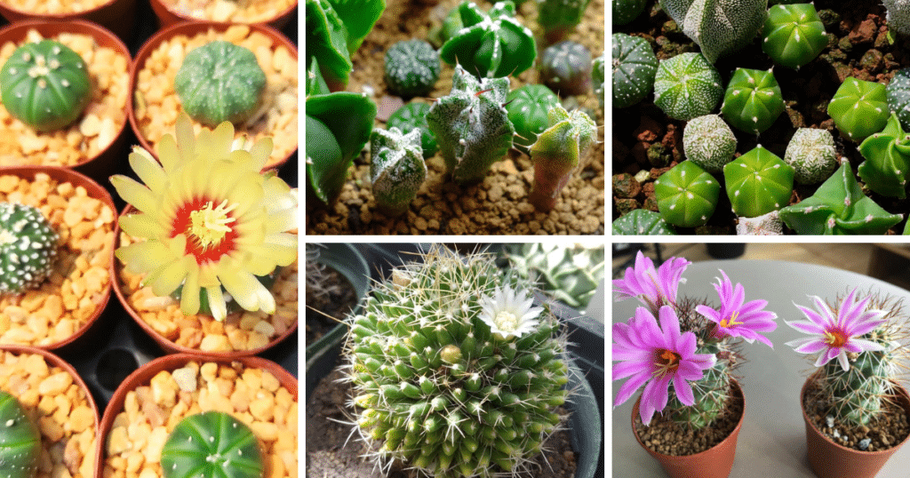How To Grow Cactus From Seeds: A Beginner's Guide