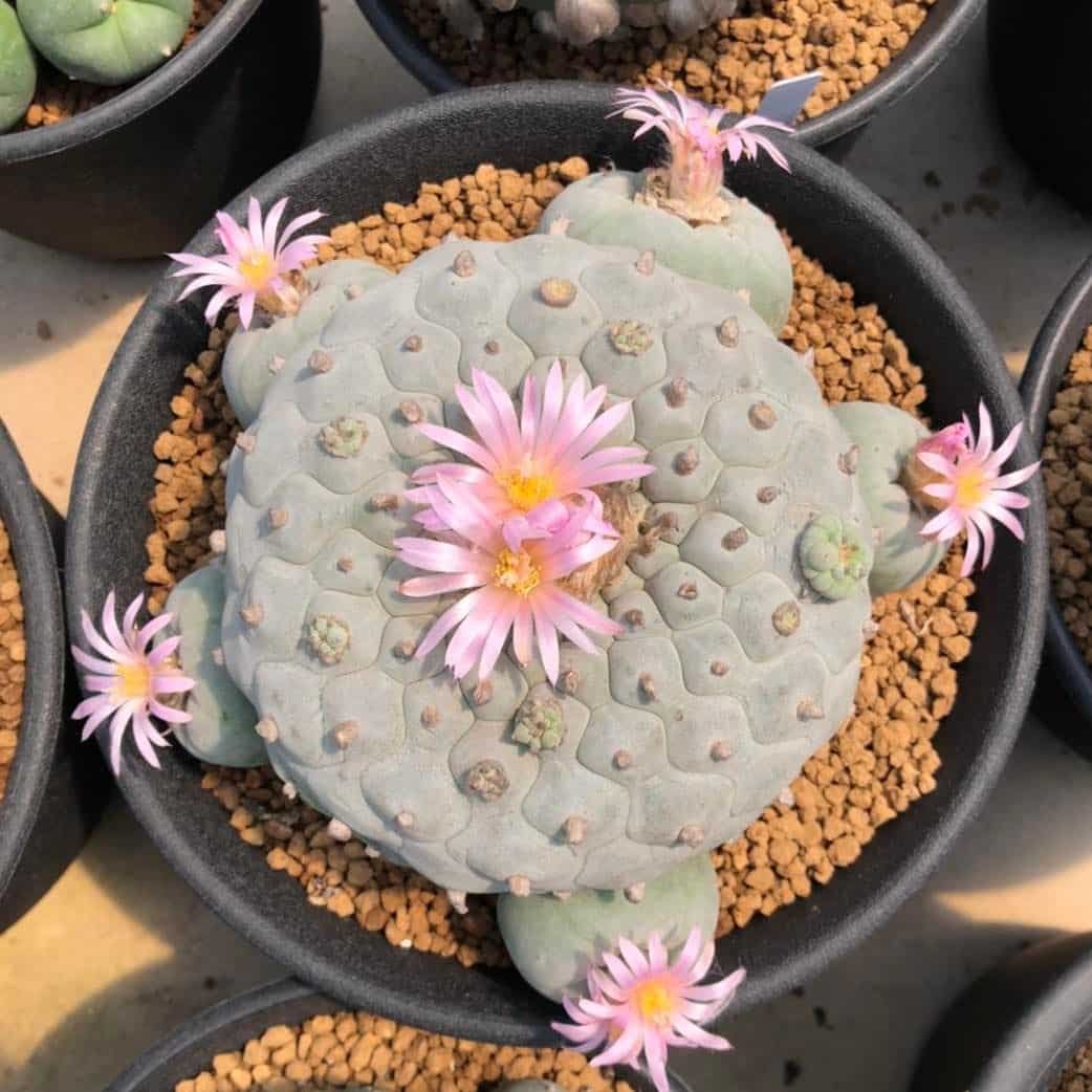 8 Types Of Lophophora Pictorial Guide