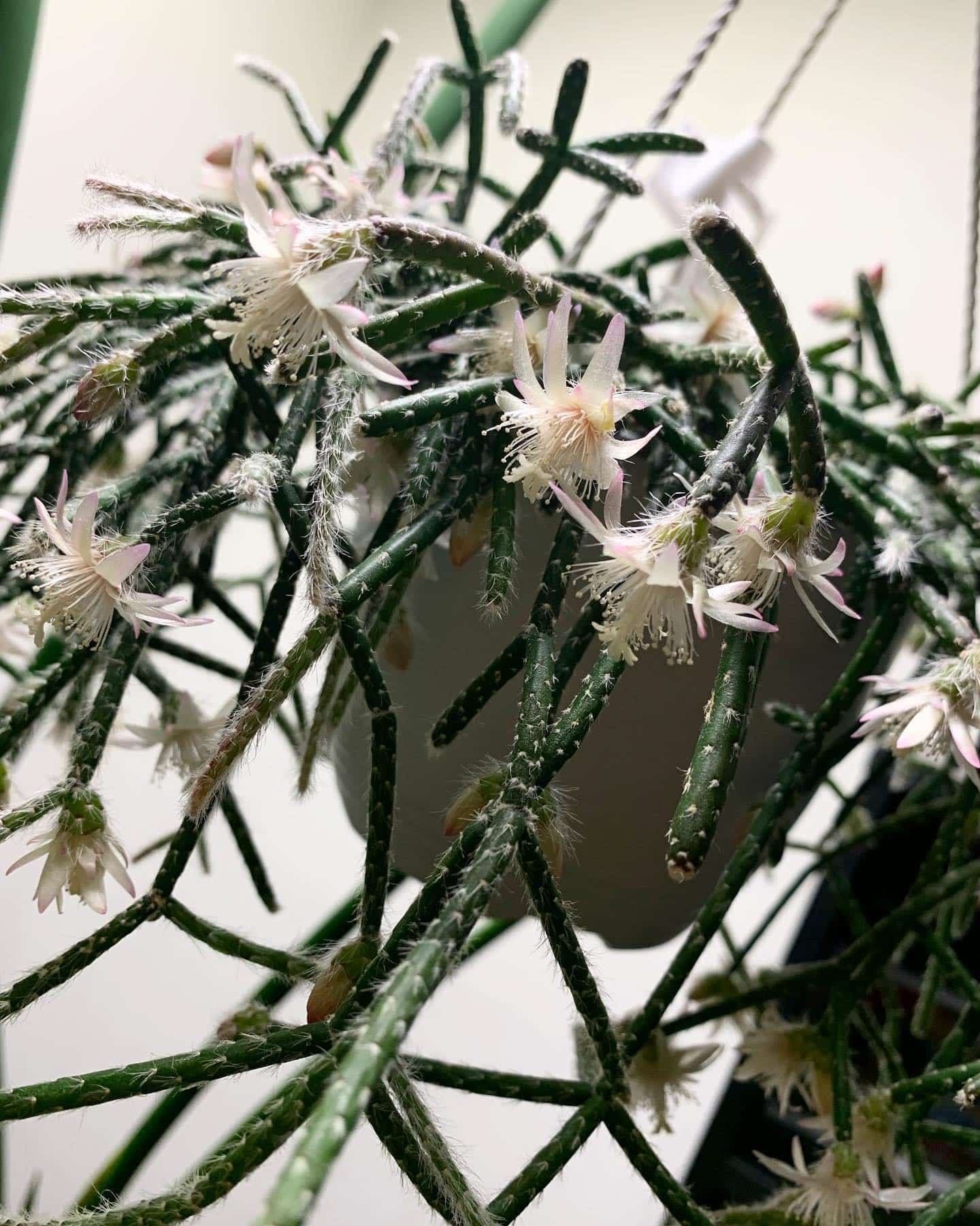 26 Popular Types Of Rhipsalis Pictorial Guide