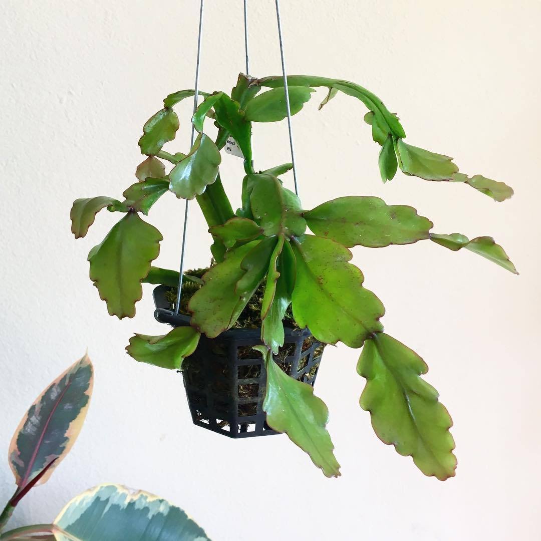 26 Popular Types Of Rhipsalis Pictorial Guide