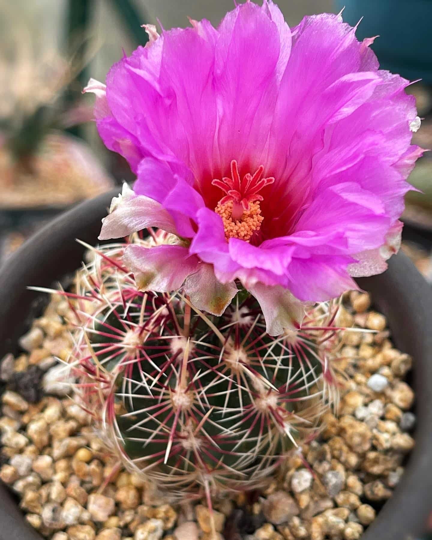 16 Popular Types Of Thelocactus Pictorial Guide