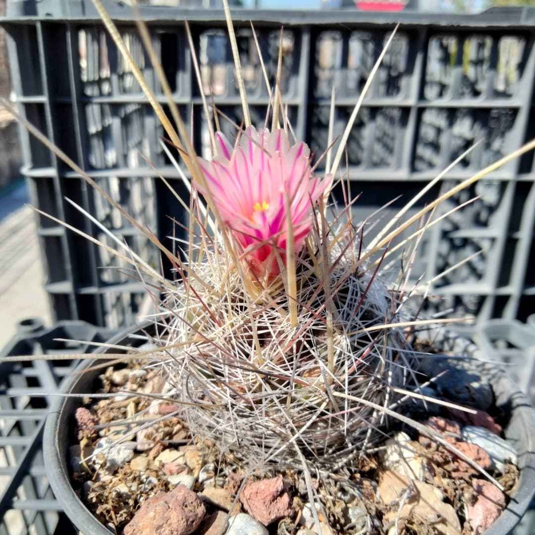 16 Popular Types Of Thelocactus Pictorial Guide