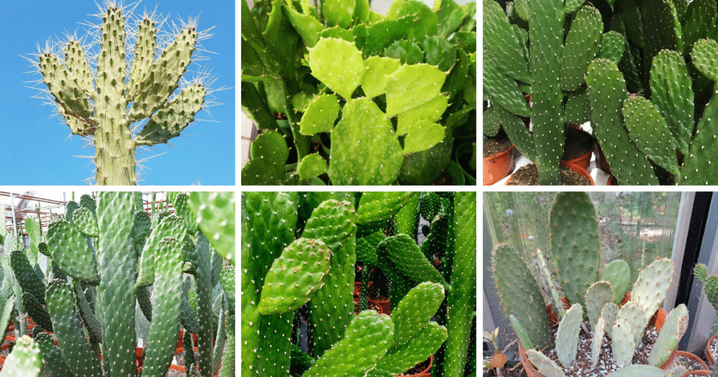 8 Popular Types Of Consolea Pictorial Guide
