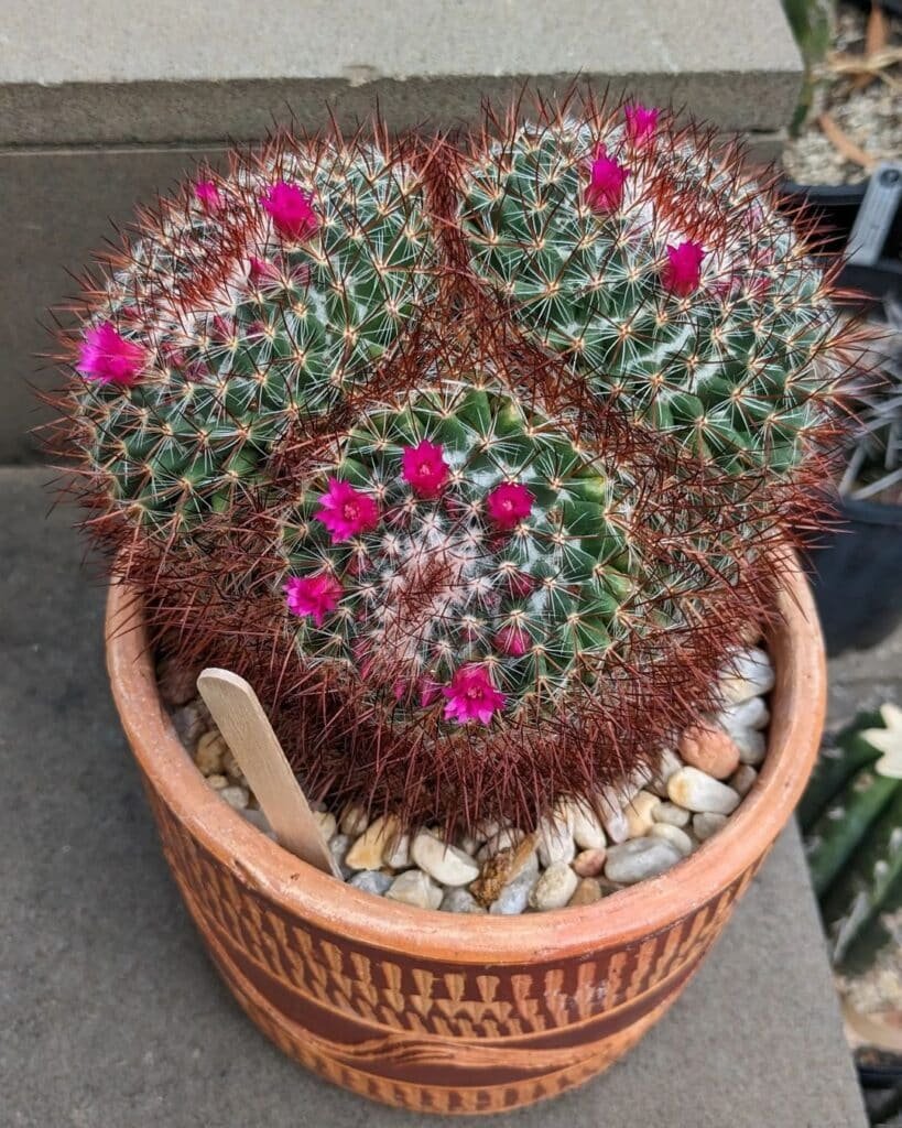The Hidden Dangers Of Cactus Plants Revealed