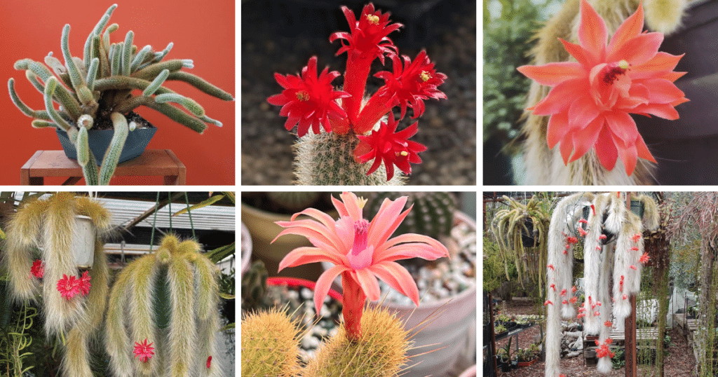 13 Popular Types Of Cleistocactus Pictorial Guide