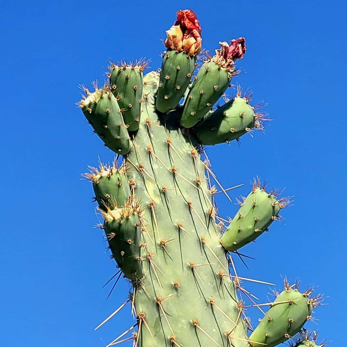 10 Popular Types Of Prickly Pear Pictorial Guide