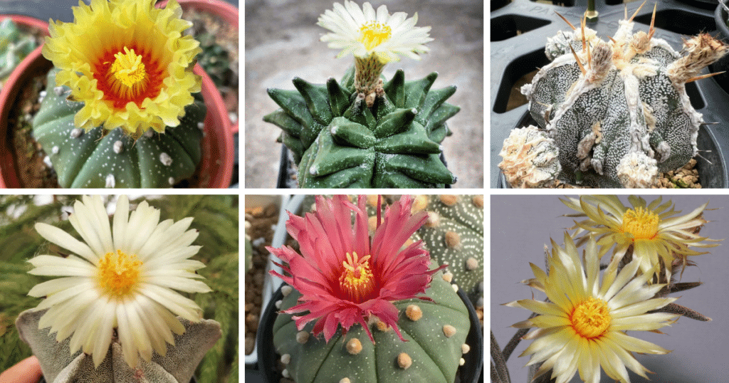 8 Popular Types Of Astrophytum Pictorial Guide