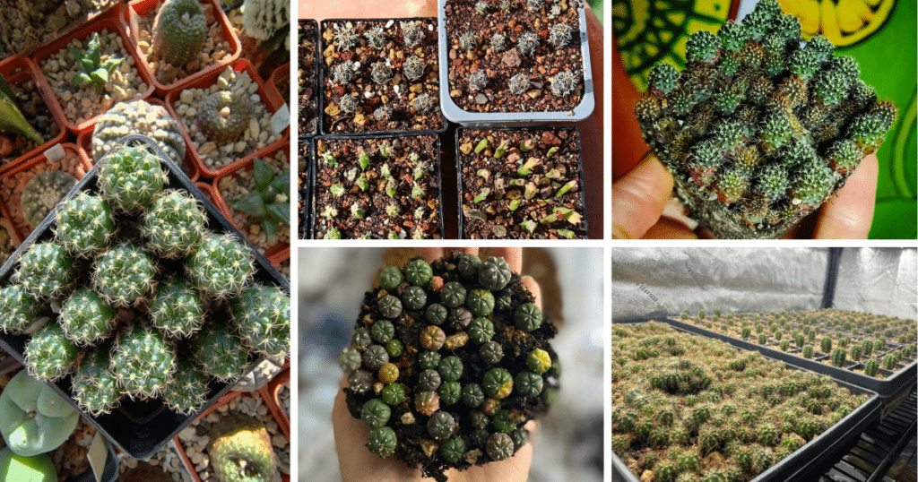 Cactus Cultivation Unlocked: Your Complete Guide To Growing From Seed!
