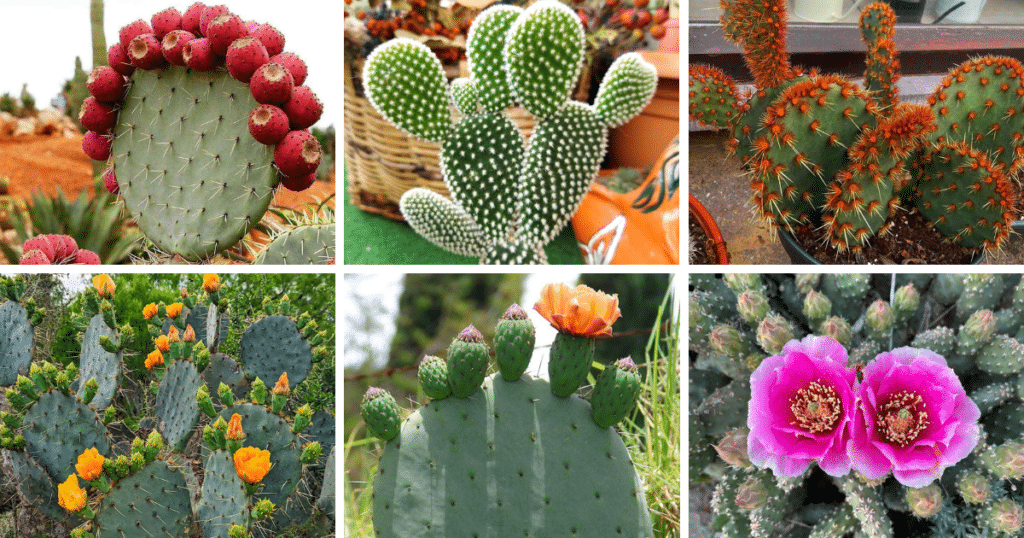 36 Popular Types Of Prickly Pear Pictorial Guide