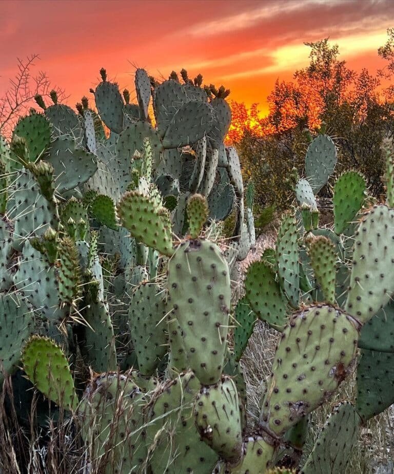 10 Popular Types Of Prickly Pear Pictorial Guide