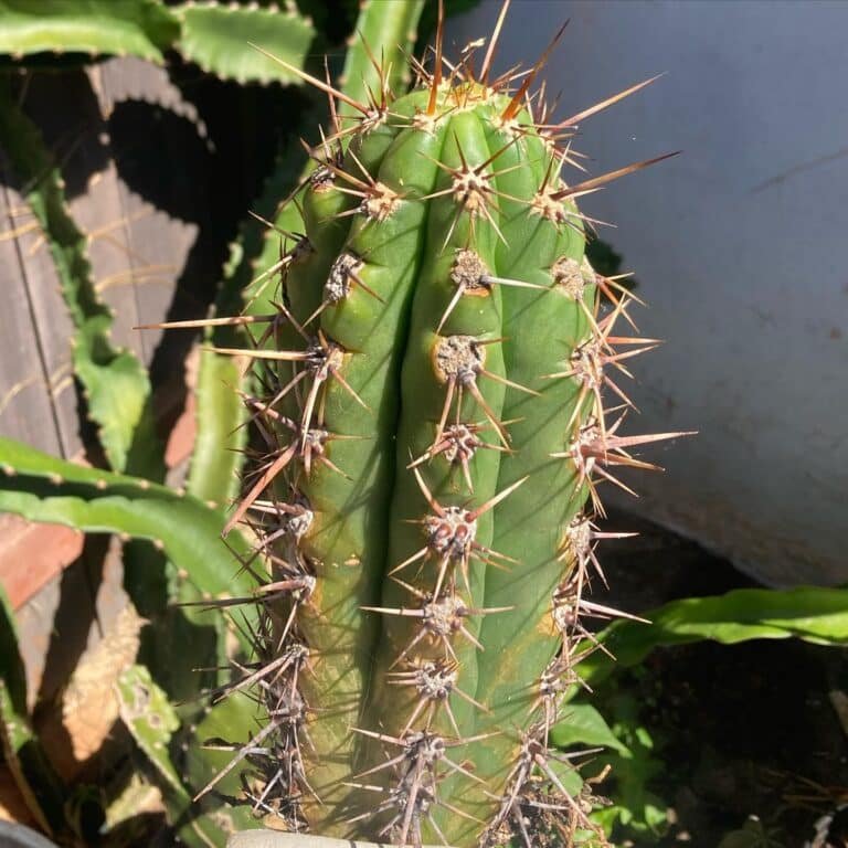 The Remarkable Role Of Cacti Spines: Survival, Evolution, And Adaptation