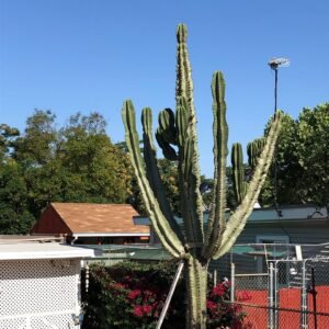 The Ultimate Guide To Columnar Cacti: Everything You Need To Know