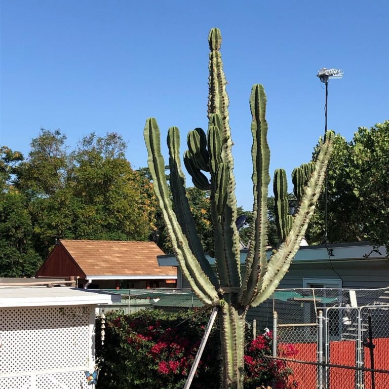 The Ultimate Guide To Columnar Cacti: Everything You Need To Know