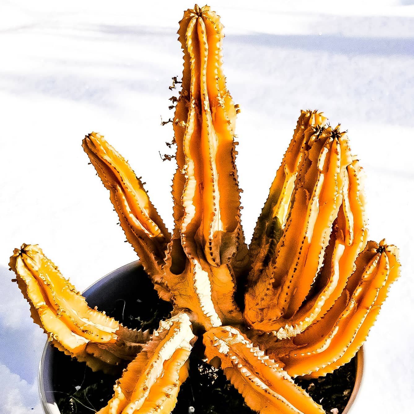 Can Cacti Recover From Freeze? A Comprehensive Guide To Reviving Frozen ...