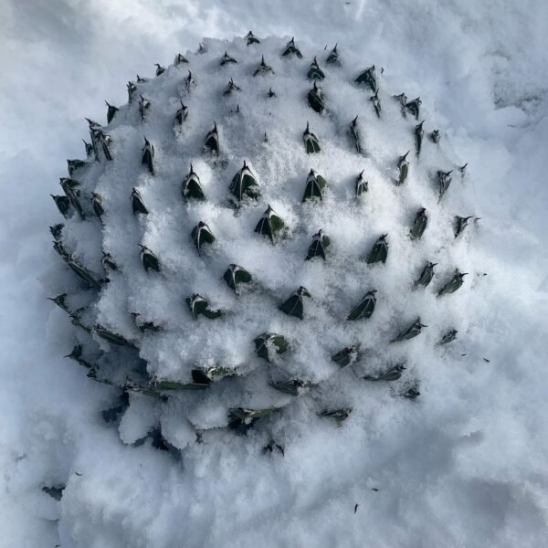 Can Cacti Recover From Freeze? A Comprehensive Guide To Reviving Frozen ...