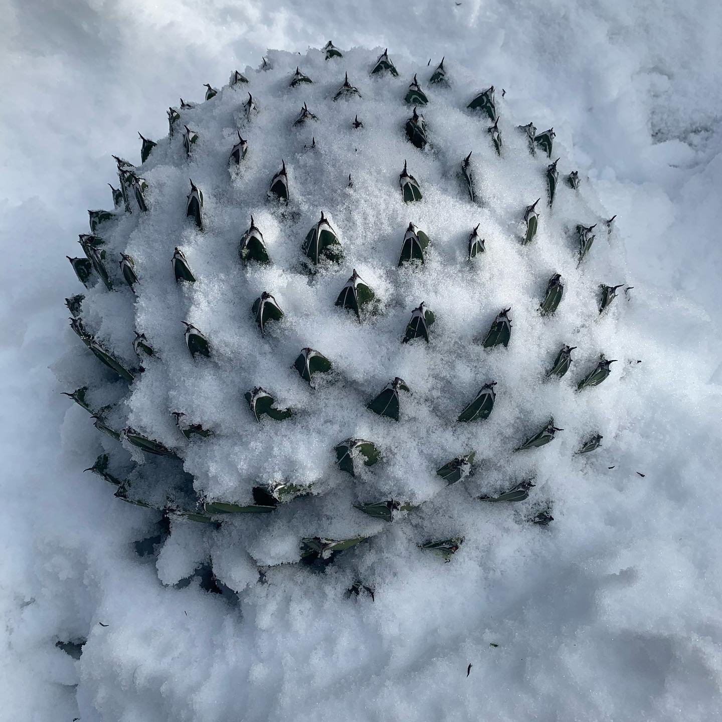 Can Cacti Recover From Freeze? A Comprehensive Guide To Reviving Frozen ...