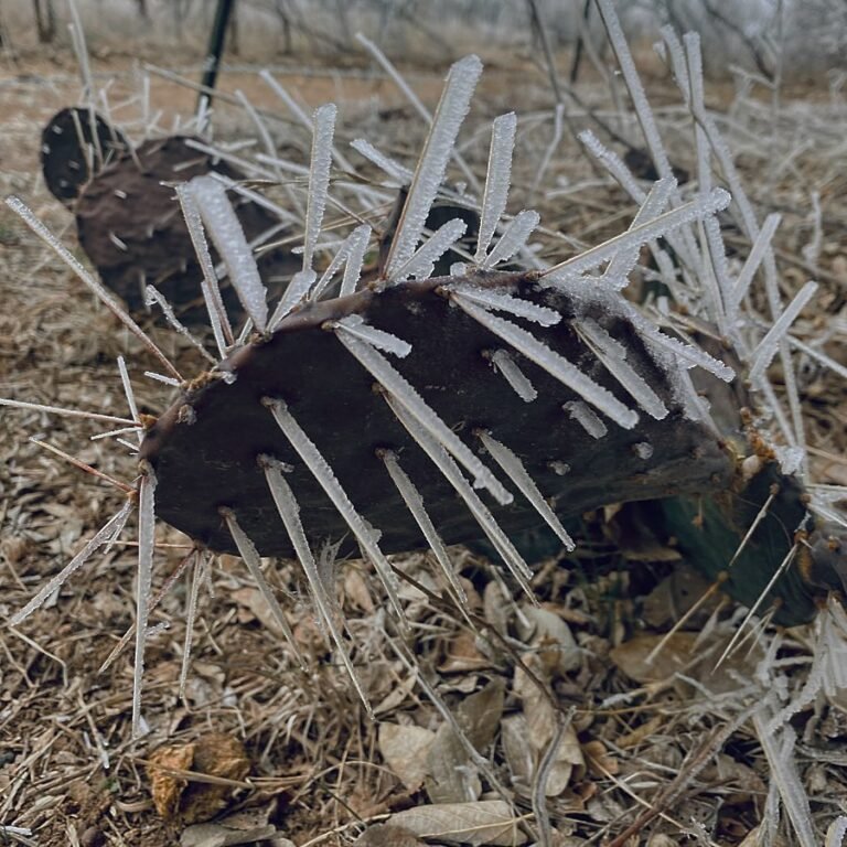 Can Cacti Recover From Freeze? A Comprehensive Guide To Reviving Frozen ...