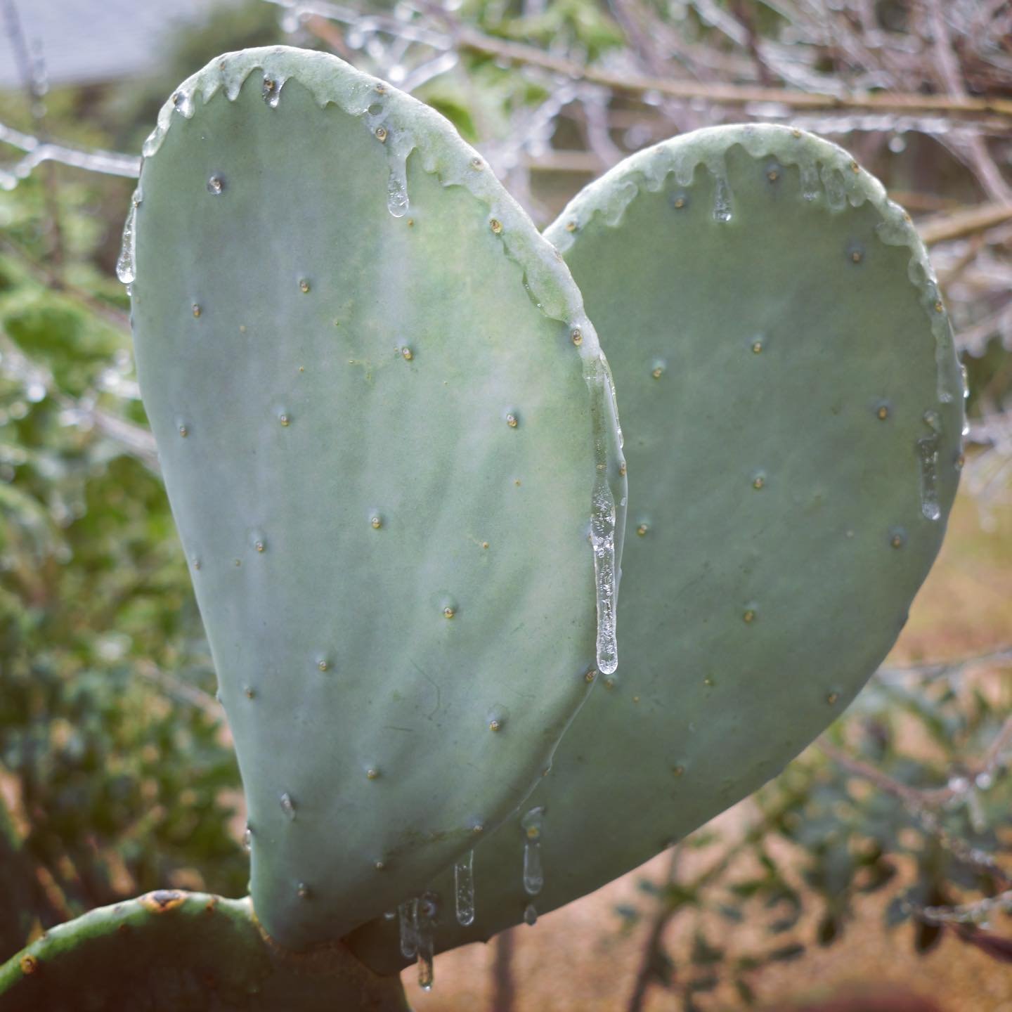 Can Cacti Recover From Freeze? A Comprehensive Guide To Reviving Frozen ...