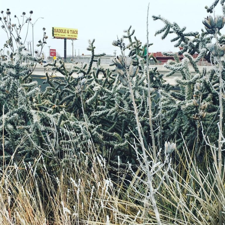 Can Cacti Recover From Freeze? A Comprehensive Guide To Reviving Frozen ...