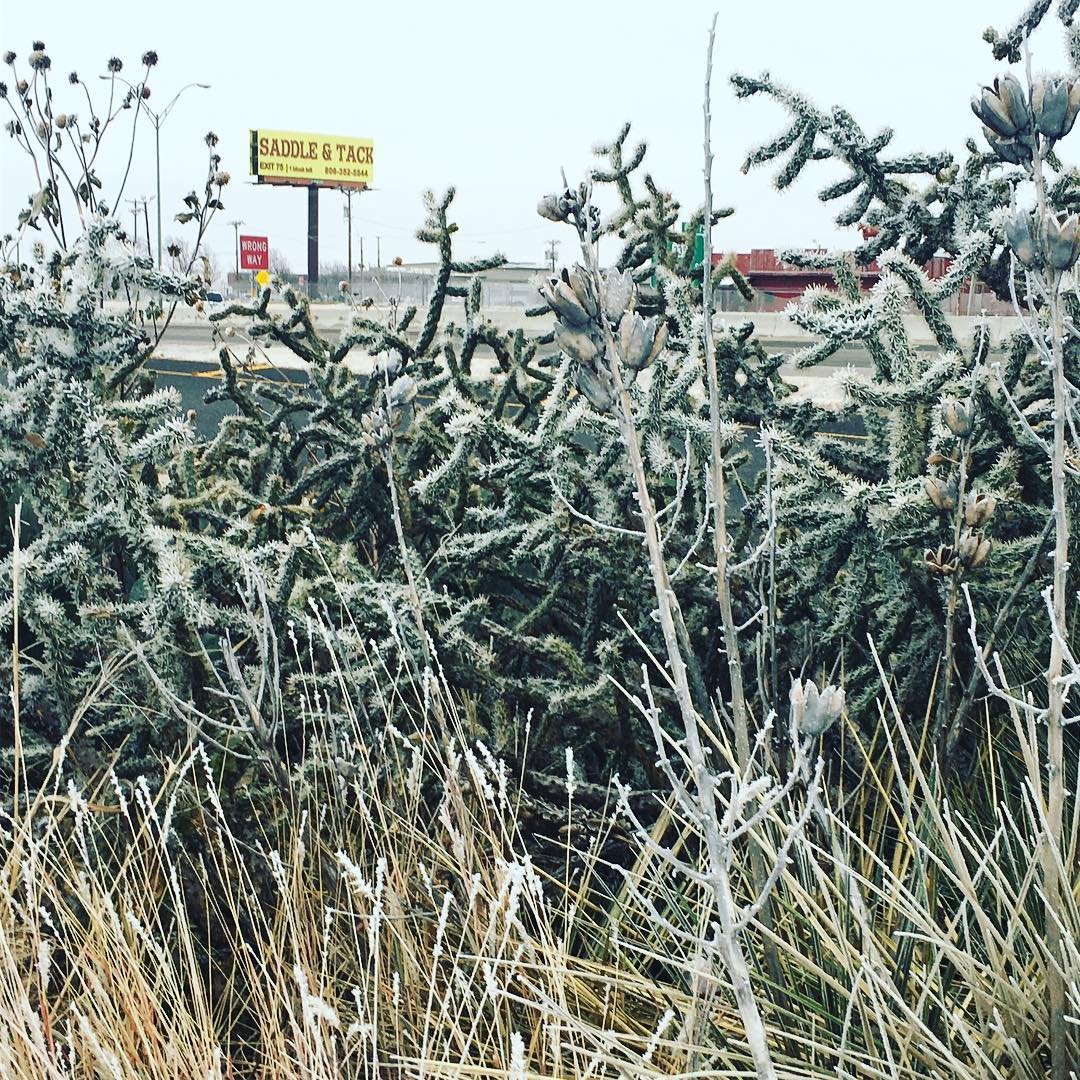 Can Cacti Recover From Freeze? A Comprehensive Guide To Reviving Frozen ...