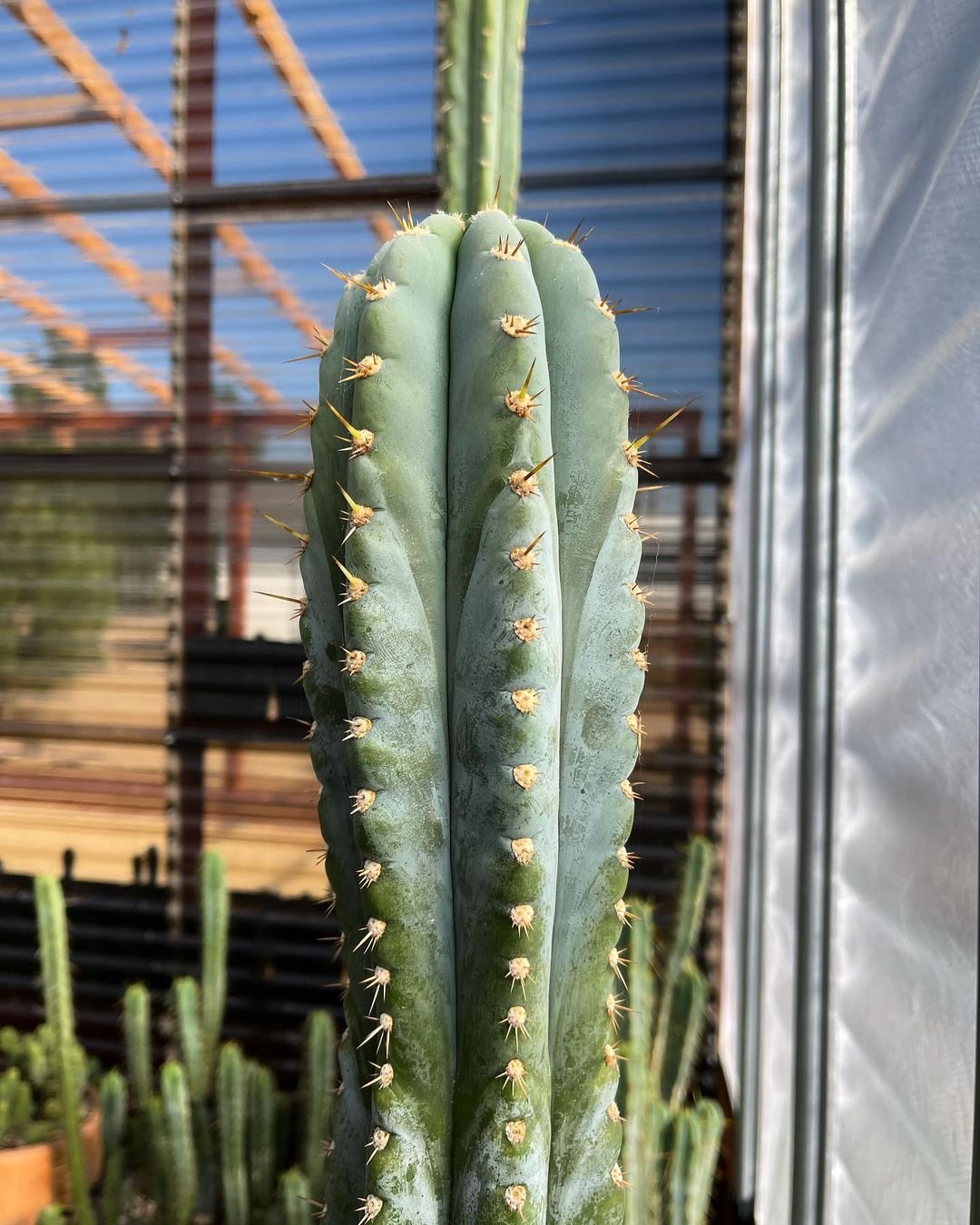 The Ultimate Guide To Columnar Cacti: Everything You Need To Know