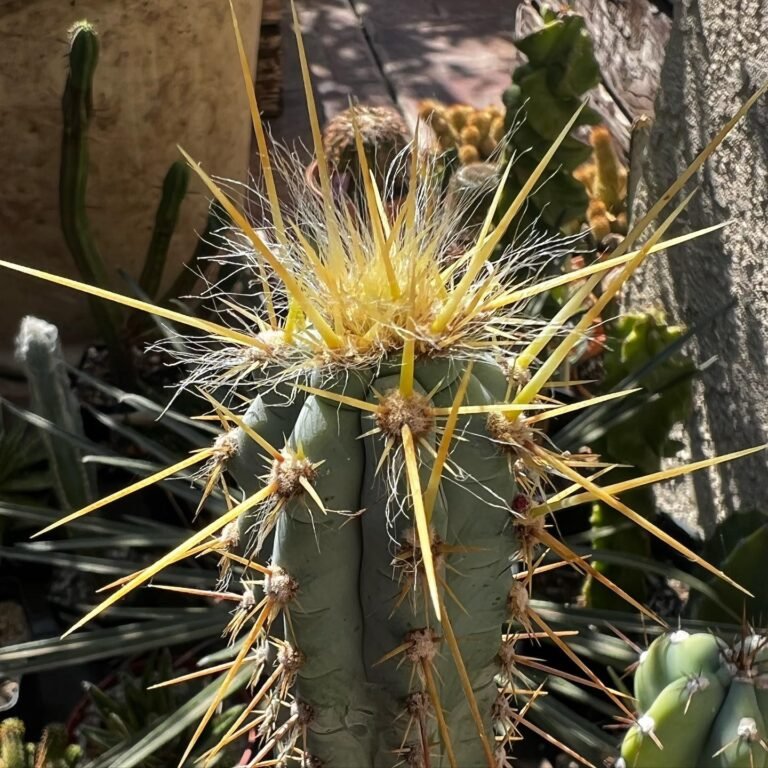 The Ultimate Guide To Columnar Cacti: Everything You Need To Know