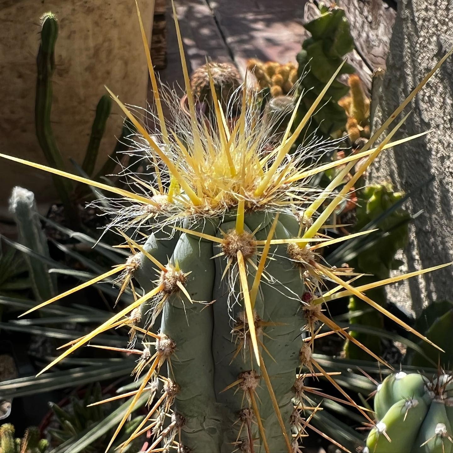 The Ultimate Guide To Columnar Cacti: Everything You Need To Know